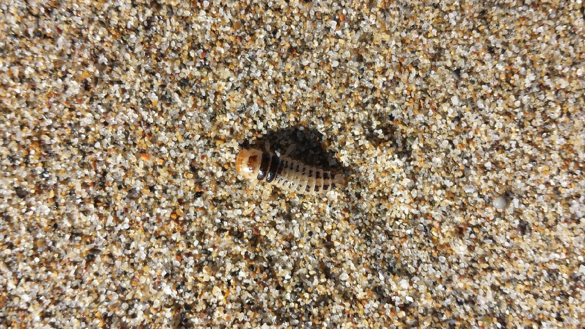 Thinopinus pictus (Thinopinus pictus) - Picture Insect