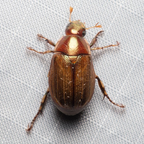 Callistethus (Callistethus) - Picture Insect