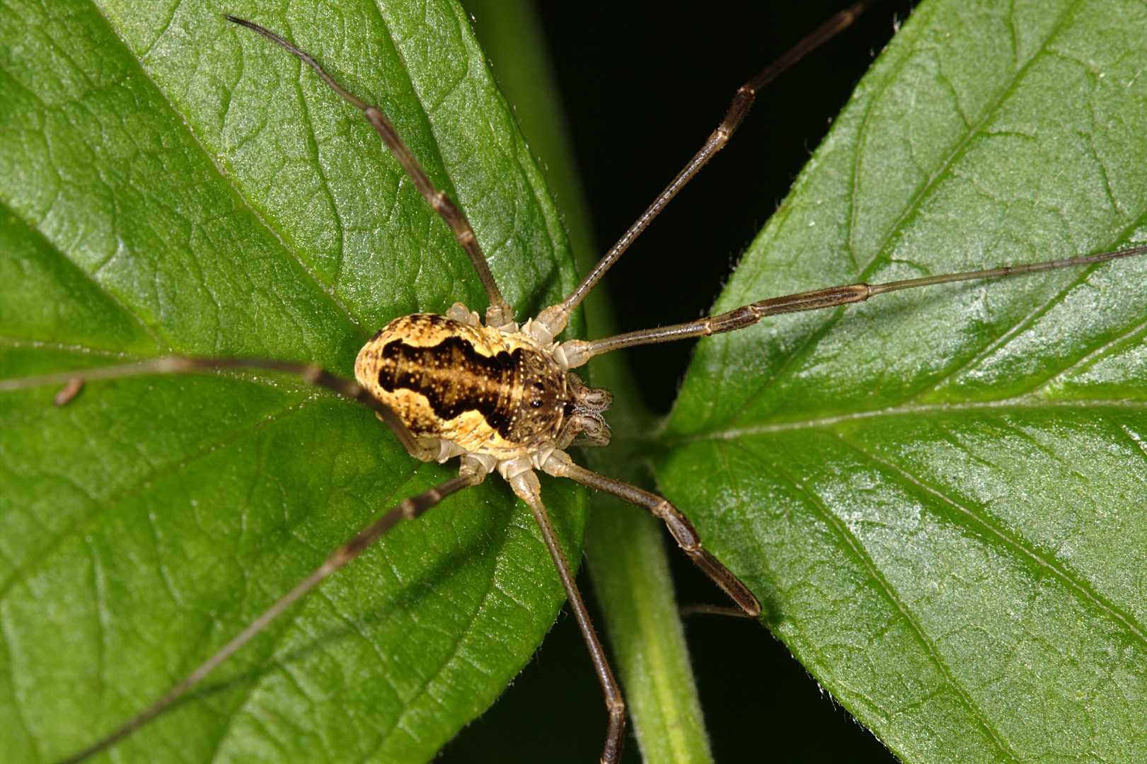 Mitopus (Mitopus) - Picture Insect