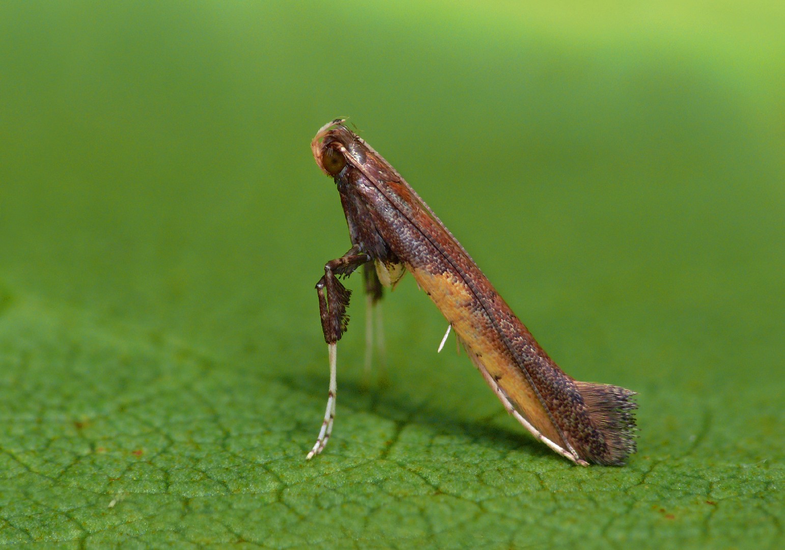 Caloptilia azaleella (Caloptilia azaleella) - Picture Insect