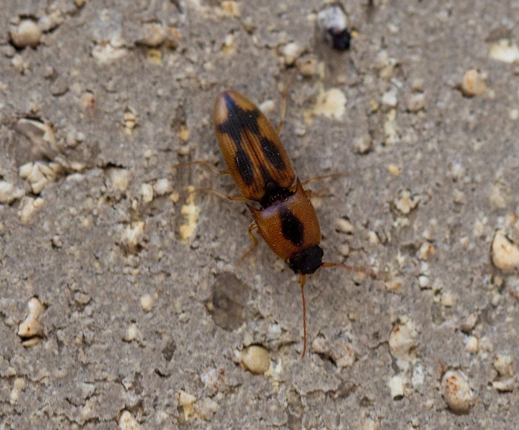 Aeolus (Aeolus) - Picture Insect