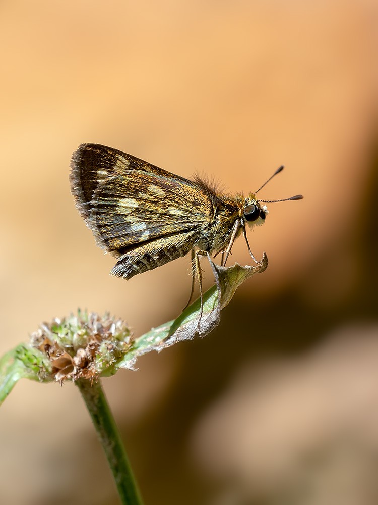 Taractrocera ardonia (Taractrocera ardonia) - Picture Insect
