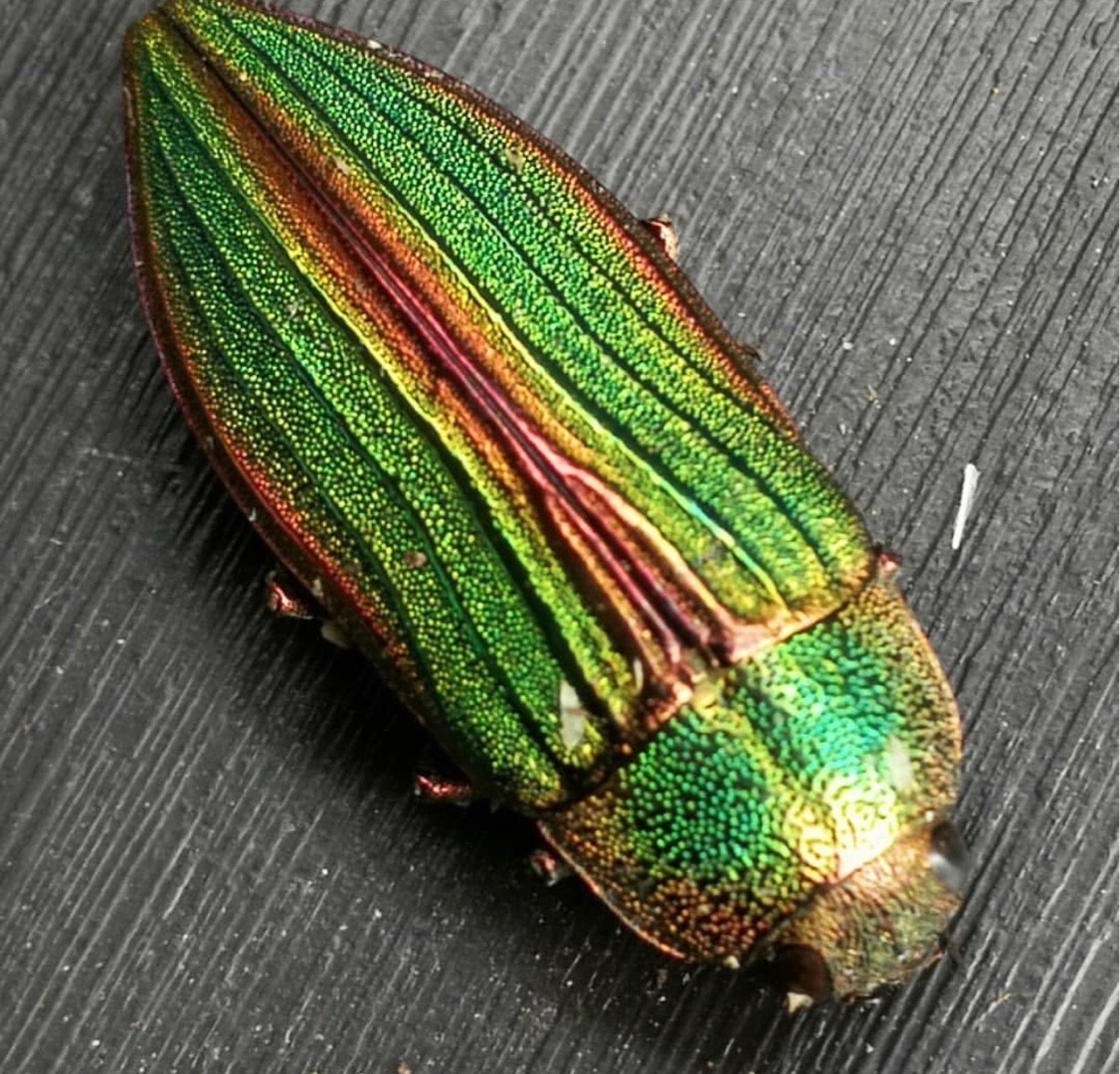 Escarabajo barrenador dorado (Buprestis aurulenta) - Picture Insect