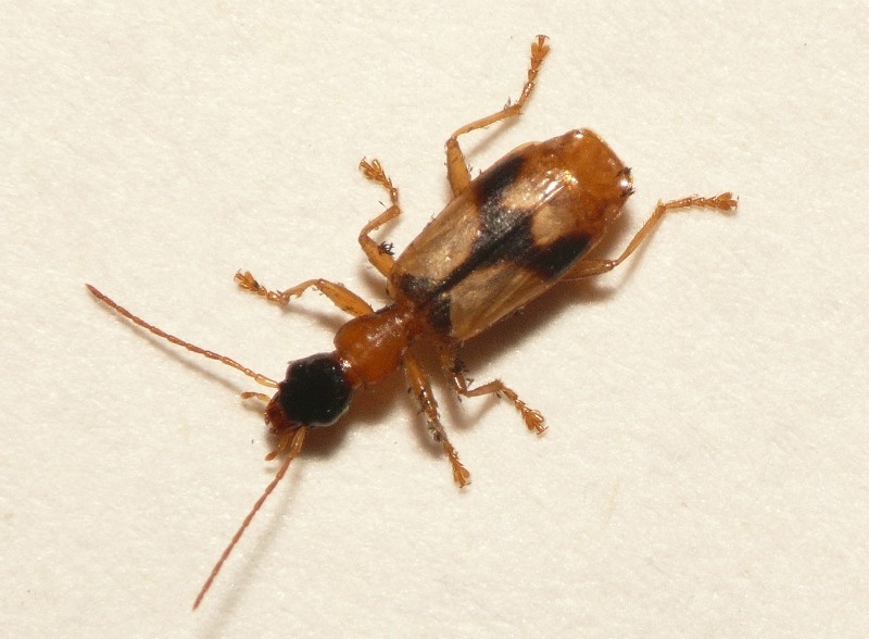 Demetrias imperialis (Demetrias imperialis) - Picture Insect