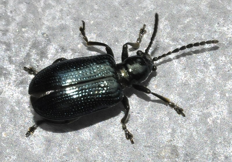 Oulema (Oulema) - Picture Insect