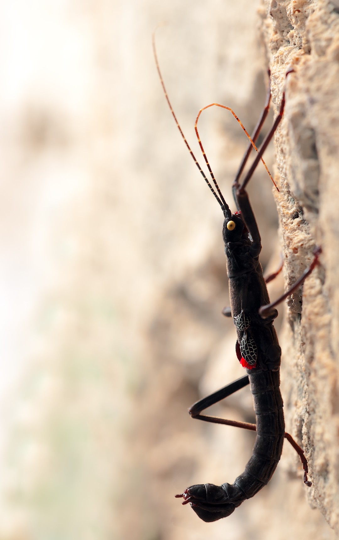 Phasme du Pérou (Peruphasma schultei) - Picture Insect