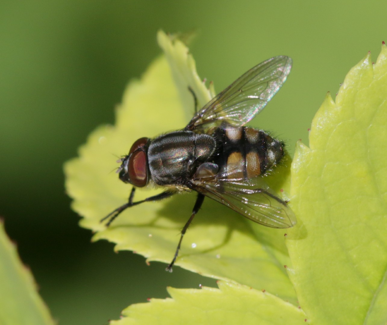 Stomorhina lunata (Stomorhina lunata) - Picture Insect