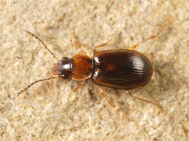 Acupalpus (Acupalpus) - Picture Insect