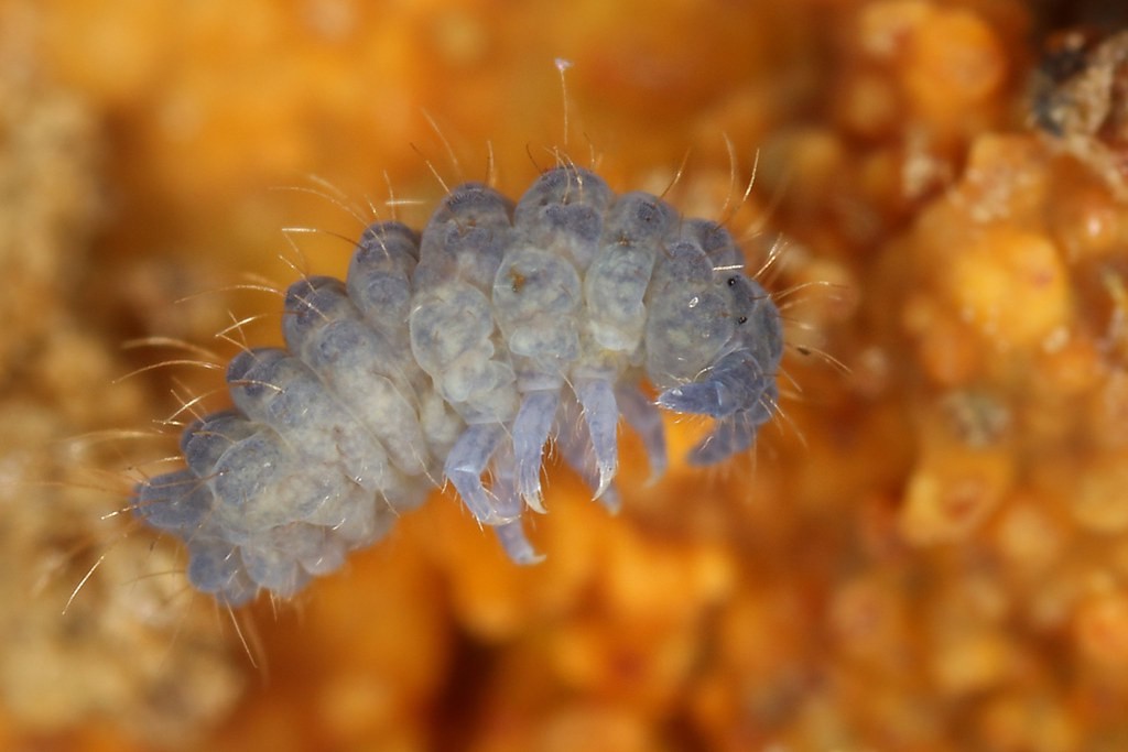 Neanura muscorum (Neanura muscorum) - Picture Insect