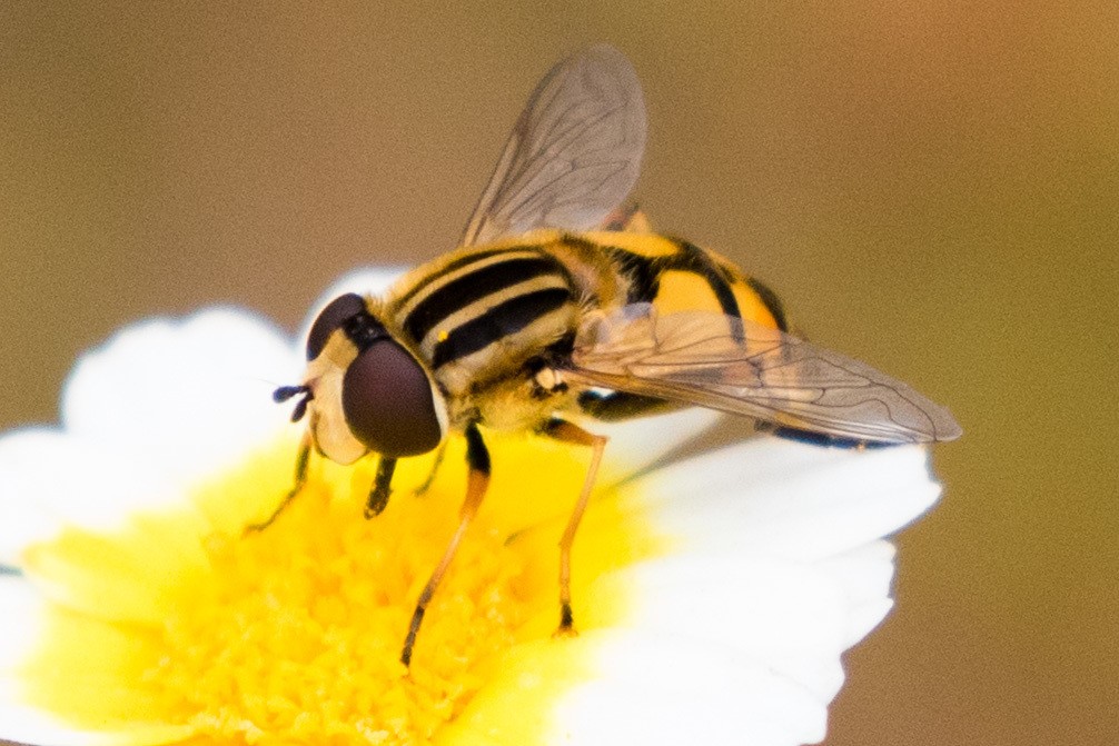 Helophilus latifrons (Helophilus latifrons) - Picture Insect