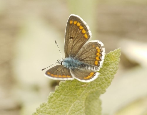 Aricia (Aricia) - Picture Insect