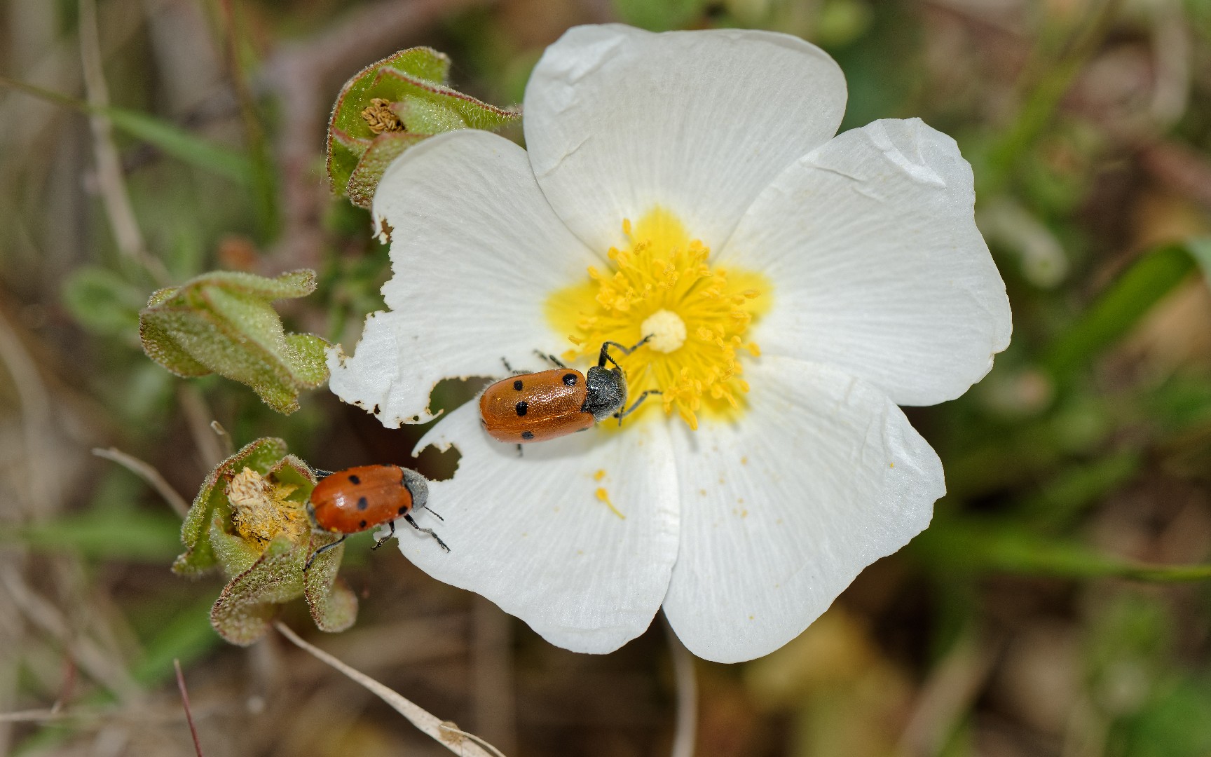 Clytra quadripunctata (Clytra quadripunctata) - Picture Insect