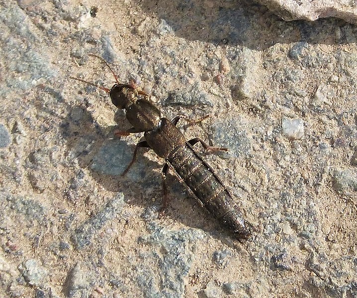 Ocypus aeneocephalus (Ocypus aeneocephalus) - Picture Insect