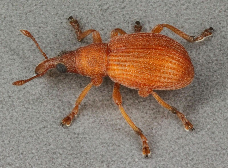 Apion (Apion) - Picture Insect