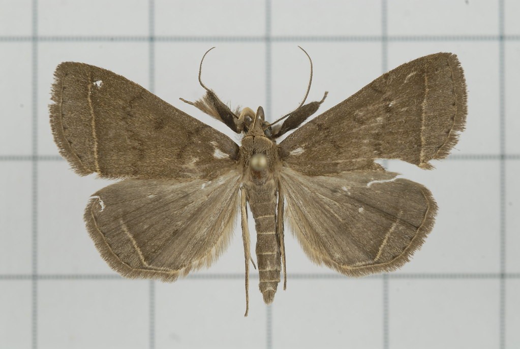 Simplicia xanthoma (Simplicia xanthoma) - Picture Insect