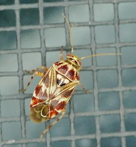 Tropidosteptes quercicola (Tropidosteptes quercicola) - Picture Insect