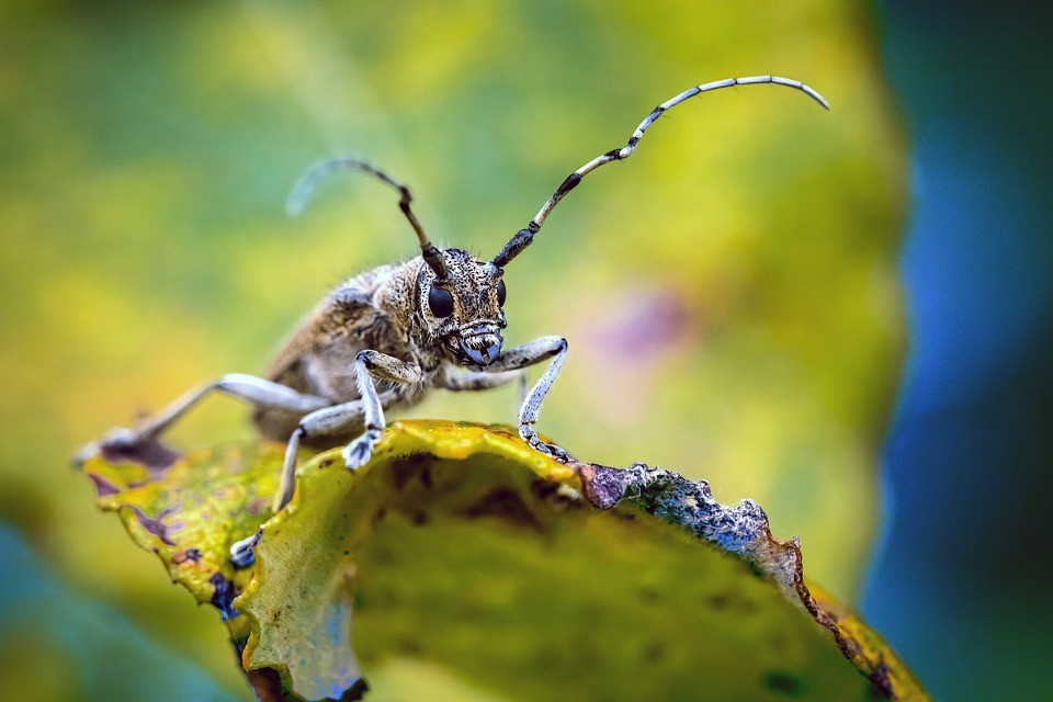 Grande saperde (Saperda carcharias) - Picture Insect