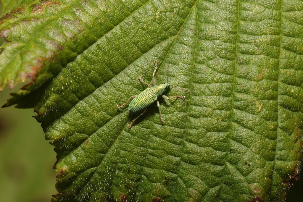 Charançon vert soyeux (Polydrusus formosus) - Picture Insect