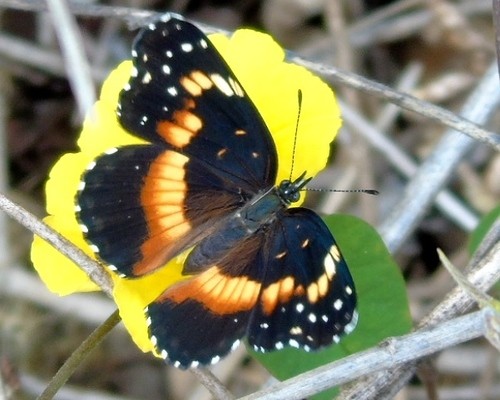 Chlosyne (Chlosyne) - Picture Insect