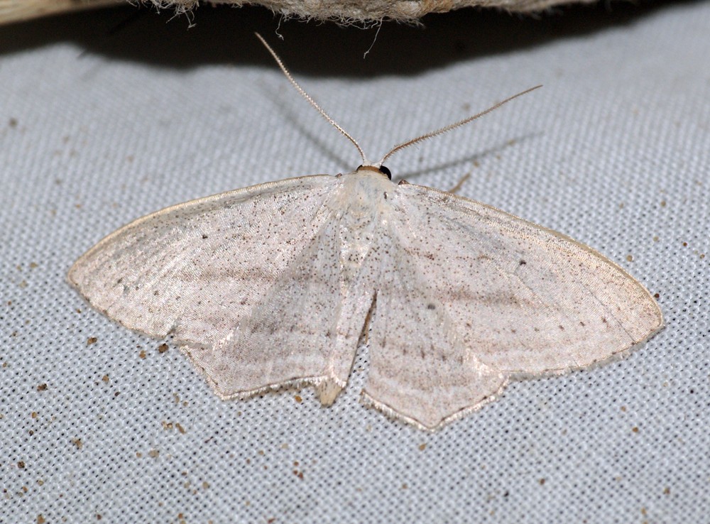 Scopula emutaria (Scopula emutaria) - Picture Insect