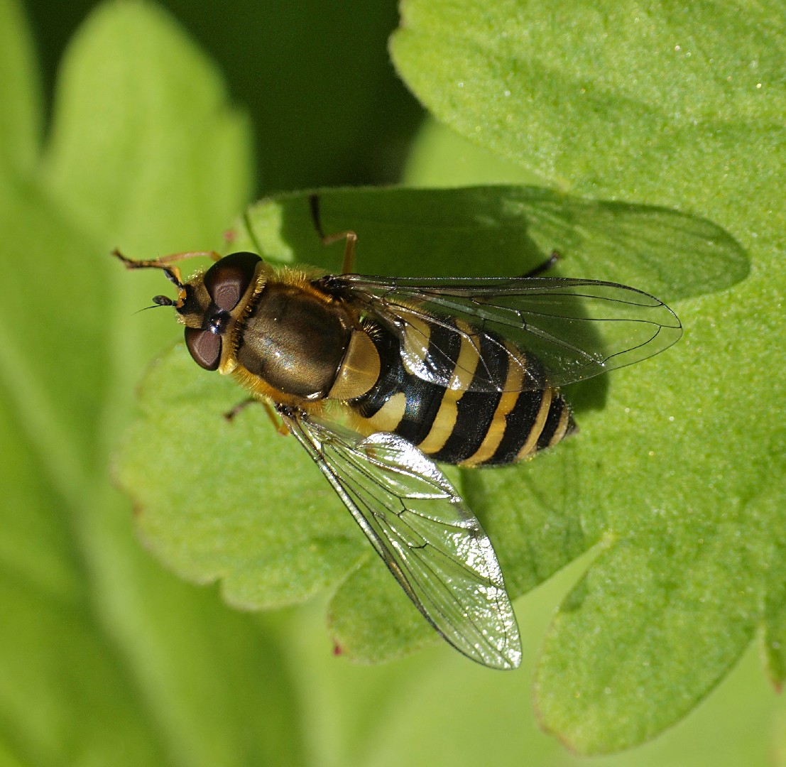Sírfido (Syrphus ribesii) - Picture Insect