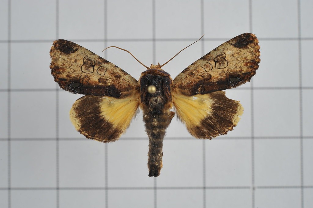 Aedia flavescens (Aedia flavescens) - Picture Insect