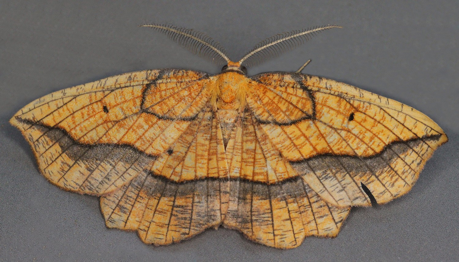 Epione repandaria (Epione repandaria) - Picture Insect