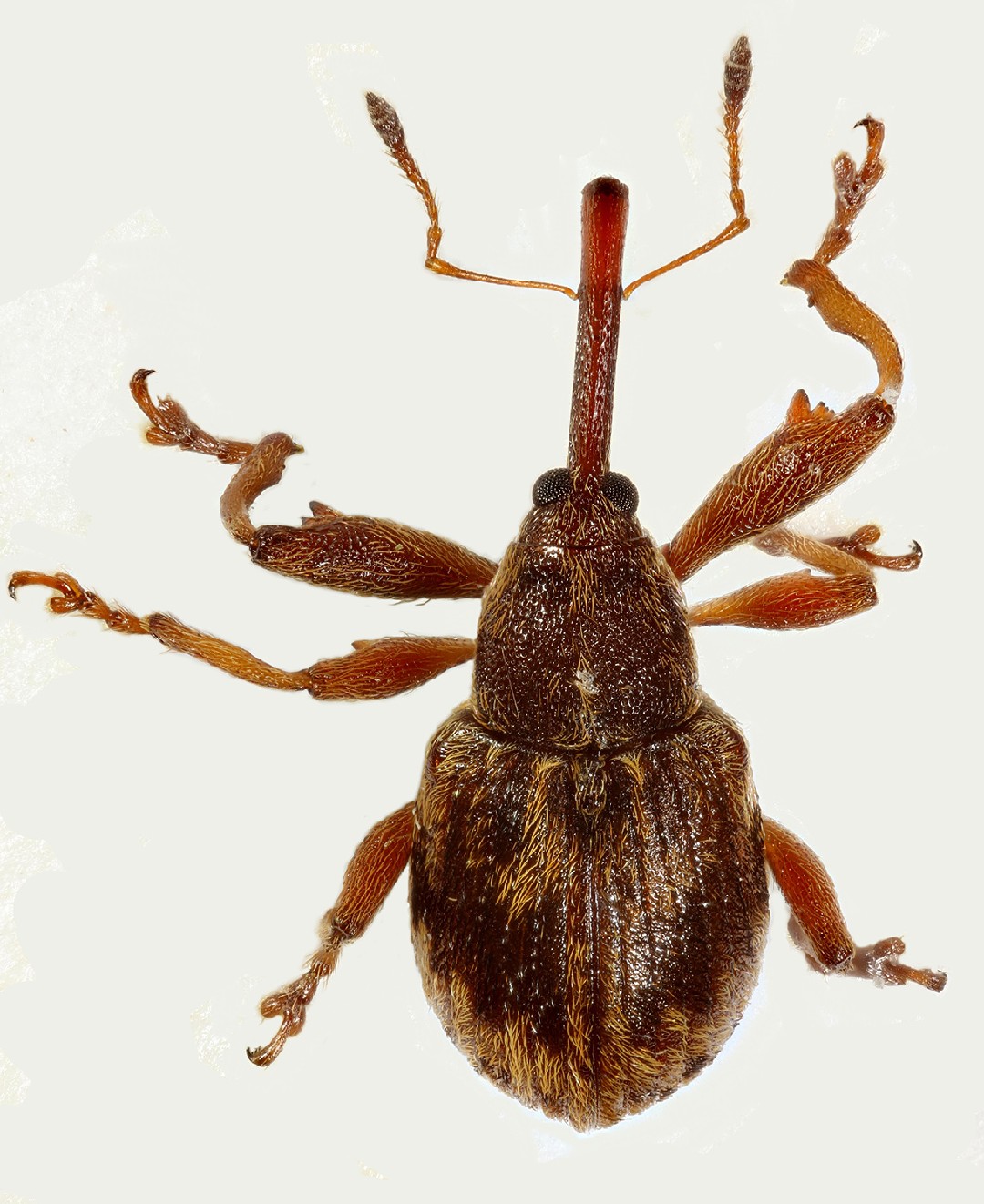 Anthonomus (Anthonomus) - Picture Insect