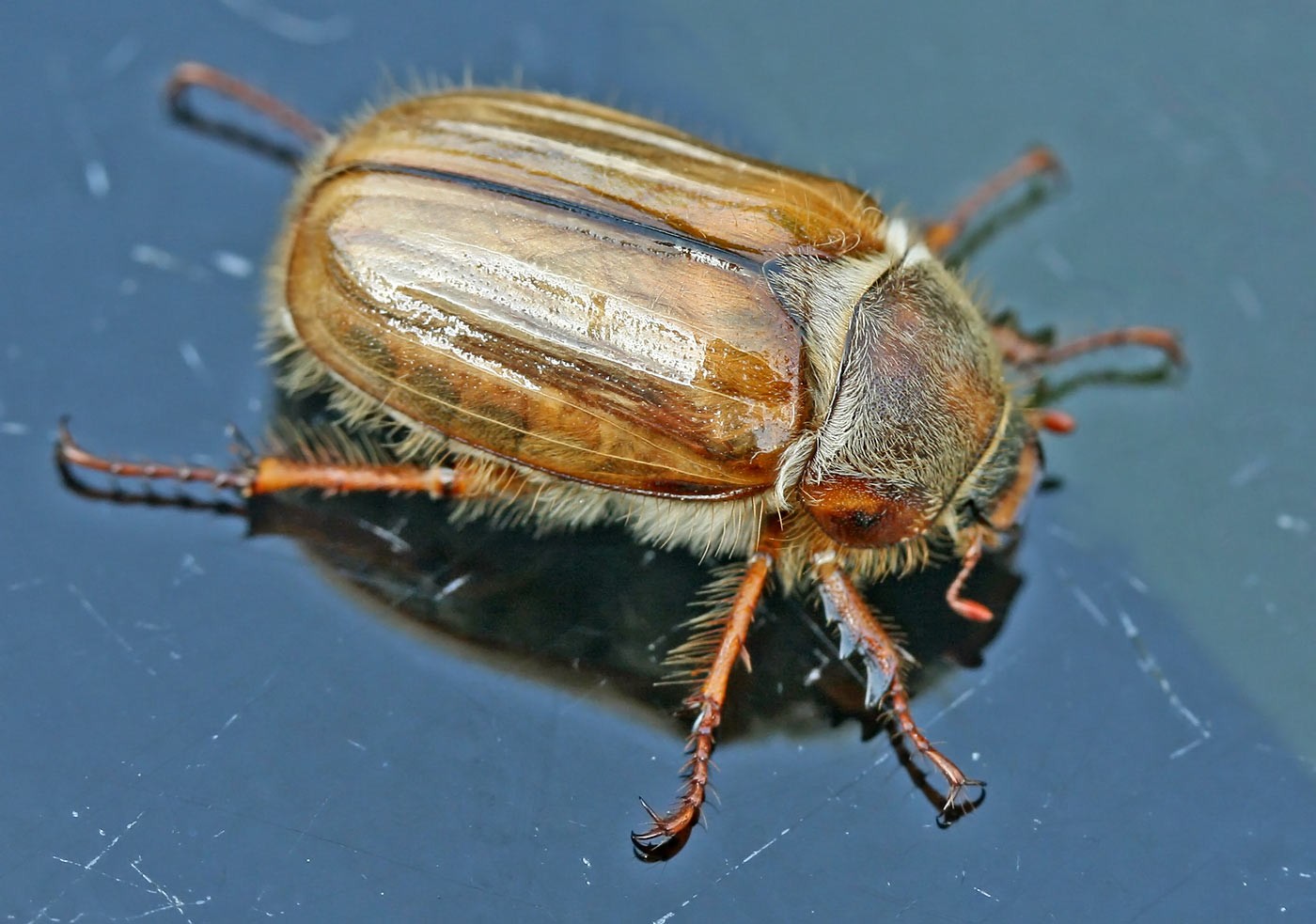 Нехрущ обыкновенный (Amphimallon solstitiale) - Picture Insect