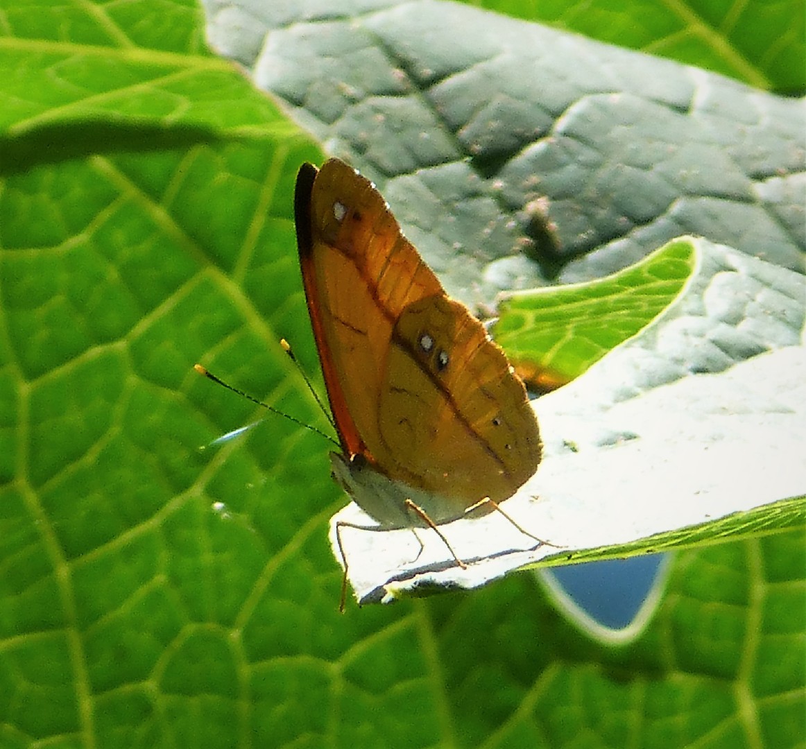 Nica (Nica) - Picture Insect