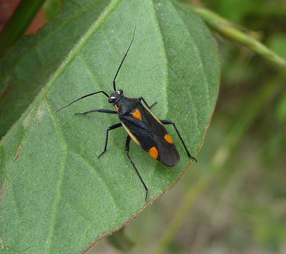 Capsodes gothicus (Capsodes gothicus) - Picture Insect