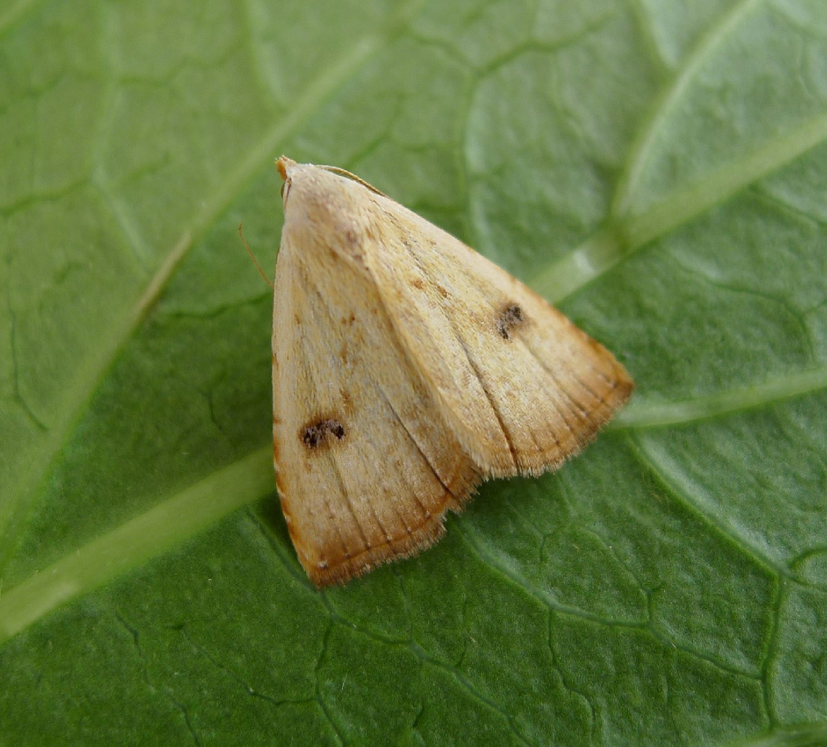 Seideneulchen (Rivula sericealis) - Picture Insect