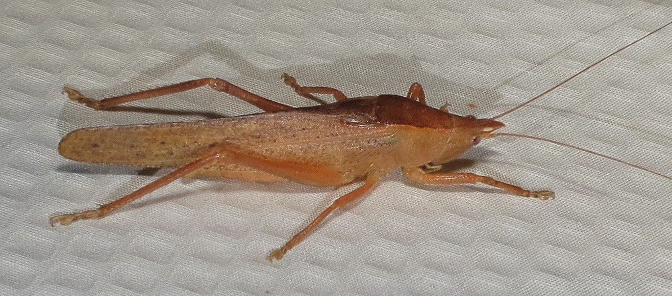 Esperanza (Pyrgocorypha uncinata) - Picture Insect