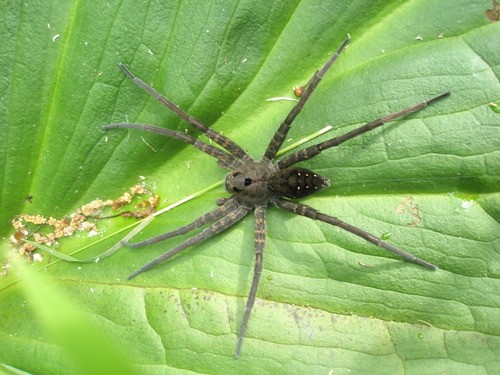 Dolomedes (Dolomedes) - Picture Insect