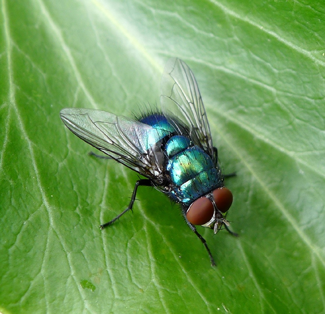 Lucilia caesar (Lucilia caesar) - Picture Insect