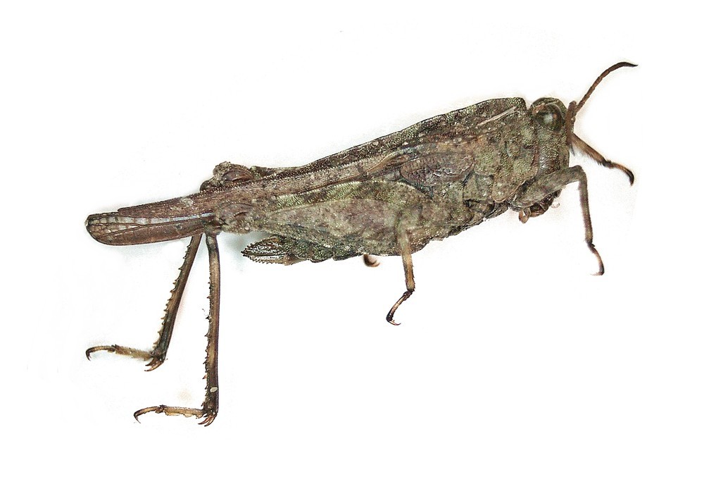 Tétrix des vasières (Tetrix ceperoi) - Picture Insect