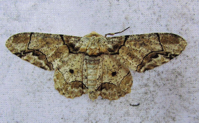 Biston (Biston) - Picture Insect