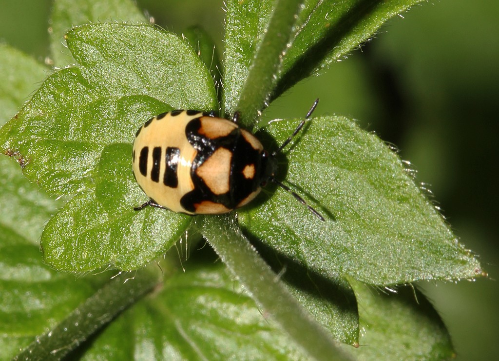 Tritomegas bicolor (Tritomegas bicolor) - Picture Insect