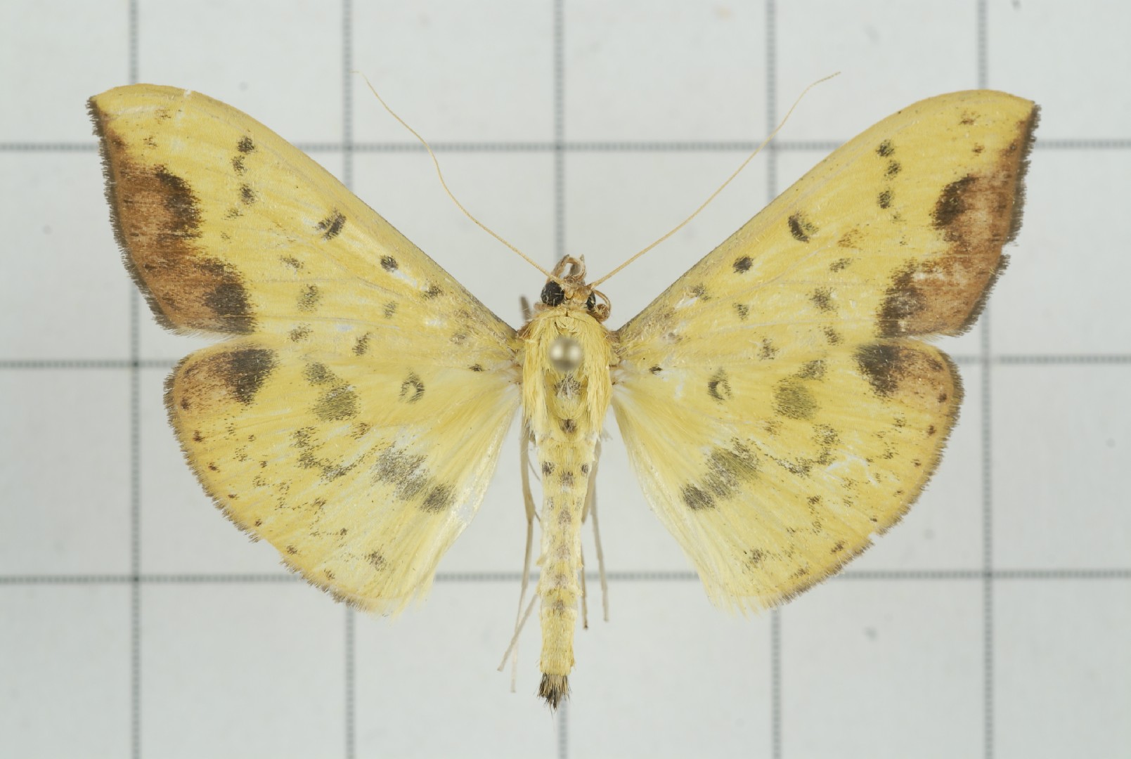 Botyodes (Botyodes) - Picture Insect