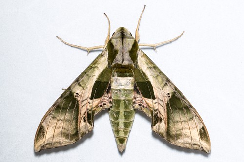 Polilla esfinge pandora (Eumorpha pandorus) - Picture Insect