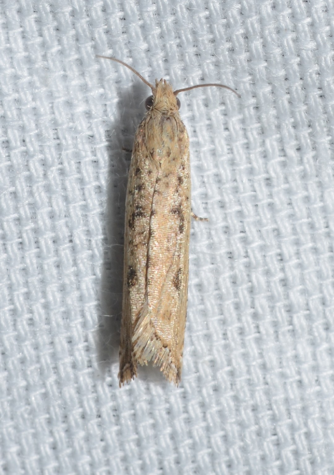 Javelin moth (Bactra verutana) - Picture Insect