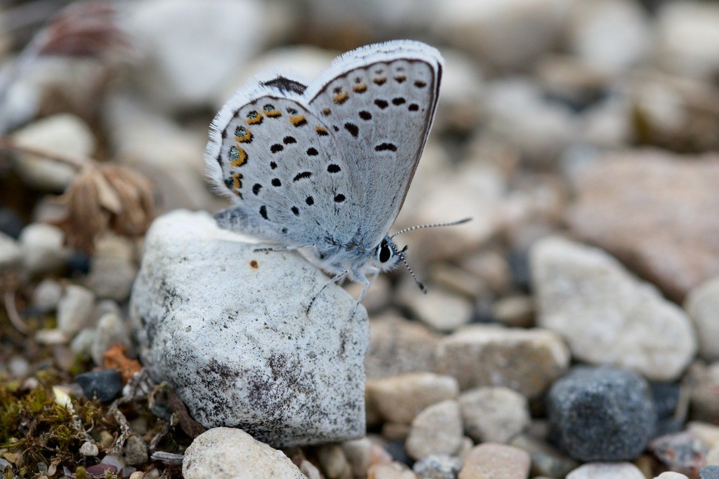 Azuré du genêt (Plebejus idas) - Picture Insect