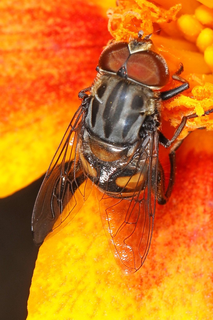Palpada furcata (Palpada furcata) - Picture Insect
