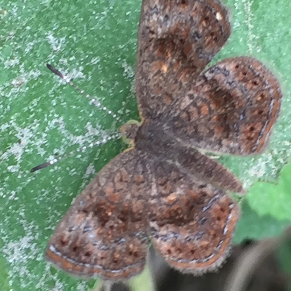 Calephelis (Calephelis) - Picture Insect