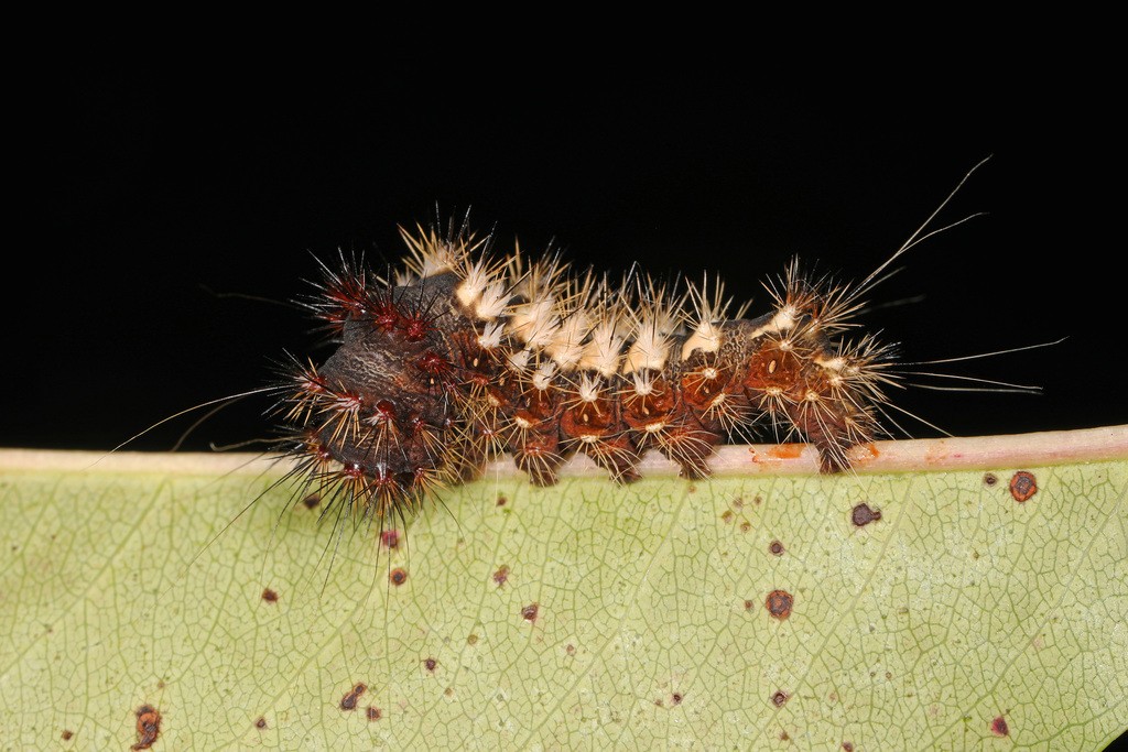 Acronicta (Acronicta) - Picture Insect