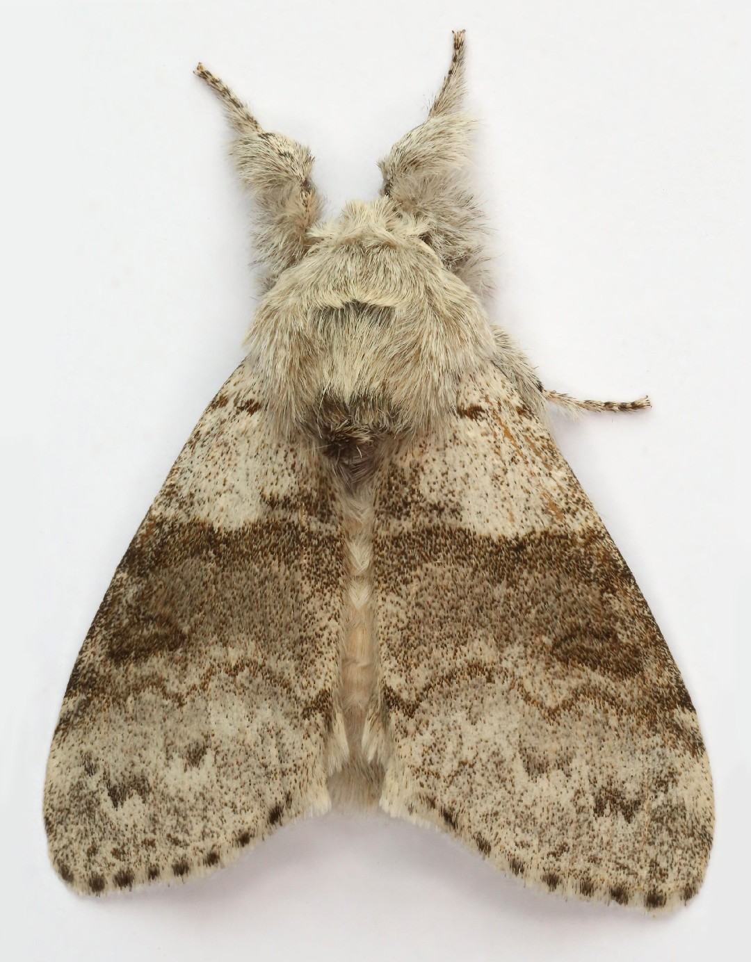 Calliteara (Calliteara) - Picture Insect