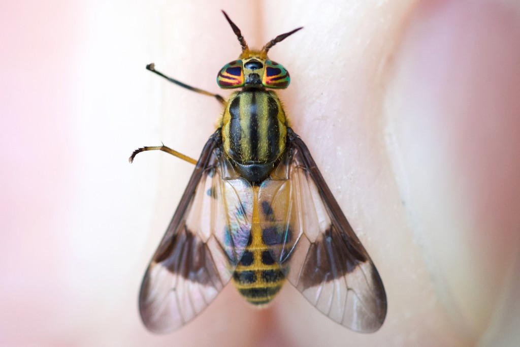 Chrysops geminatus (Chrysops geminatus) - Picture Insect