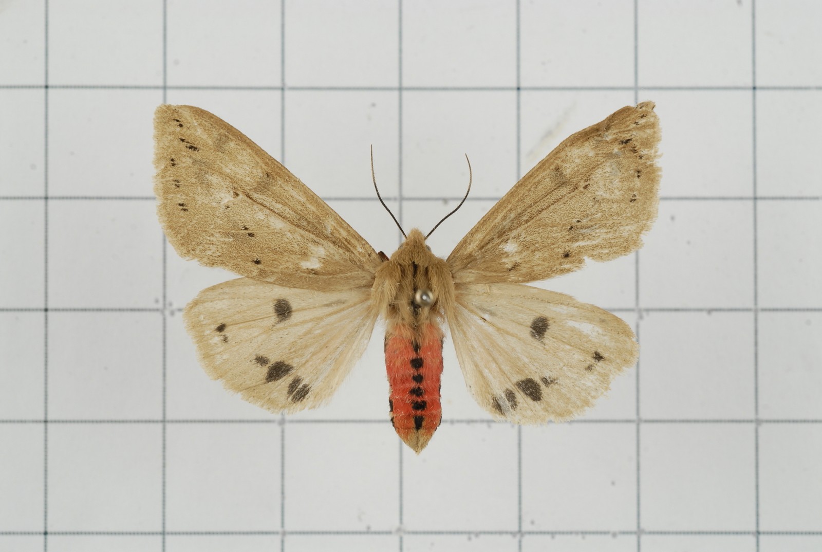Spilosoma fumida (Spilosoma fumida) - Picture Insect