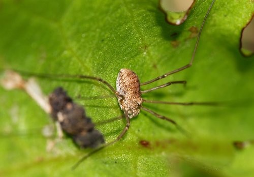 Rilaena triangularis (Rilaena triangularis) - Picture Insect