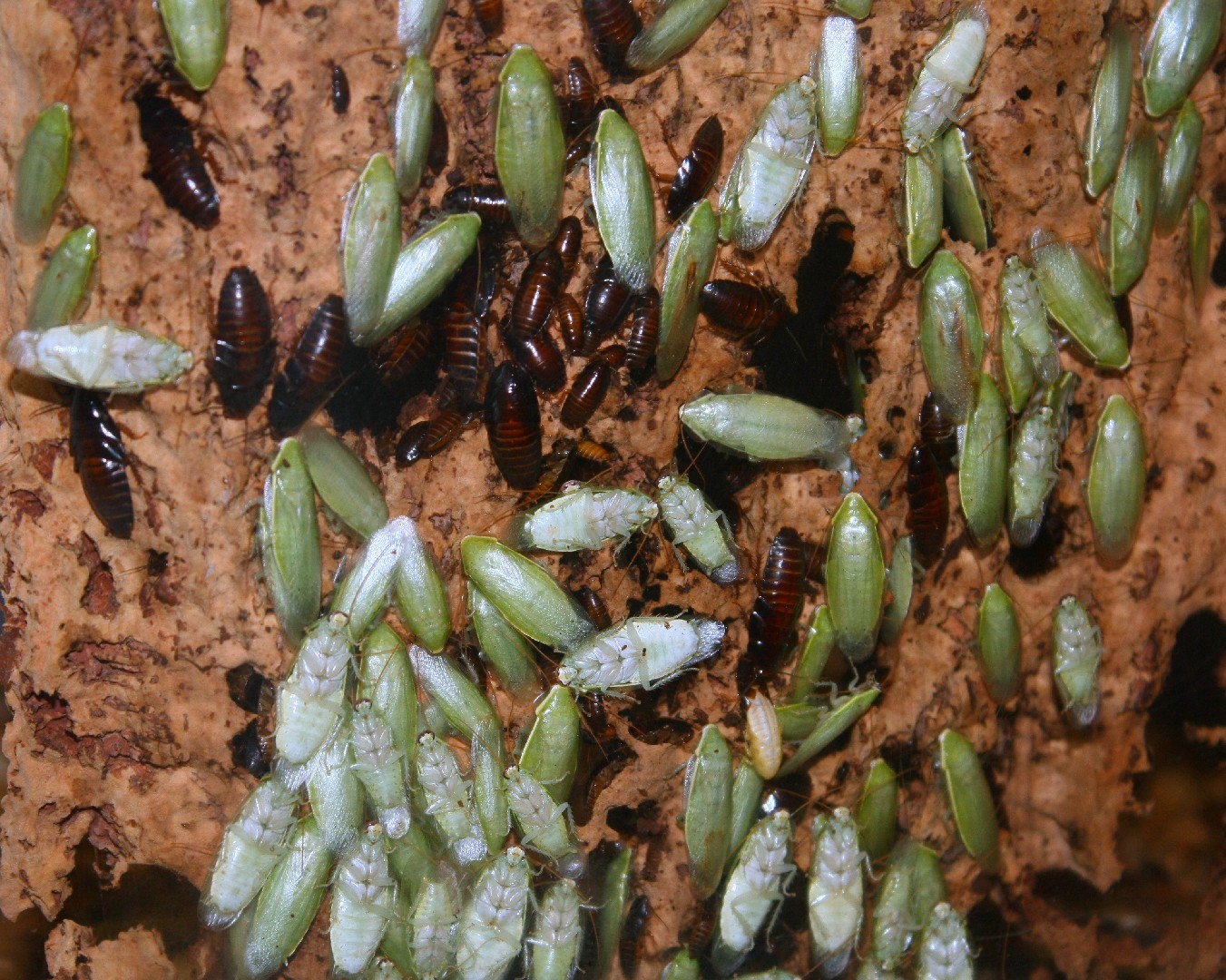 Cucaracha verde (Panchlora nivea) - Picture Insect